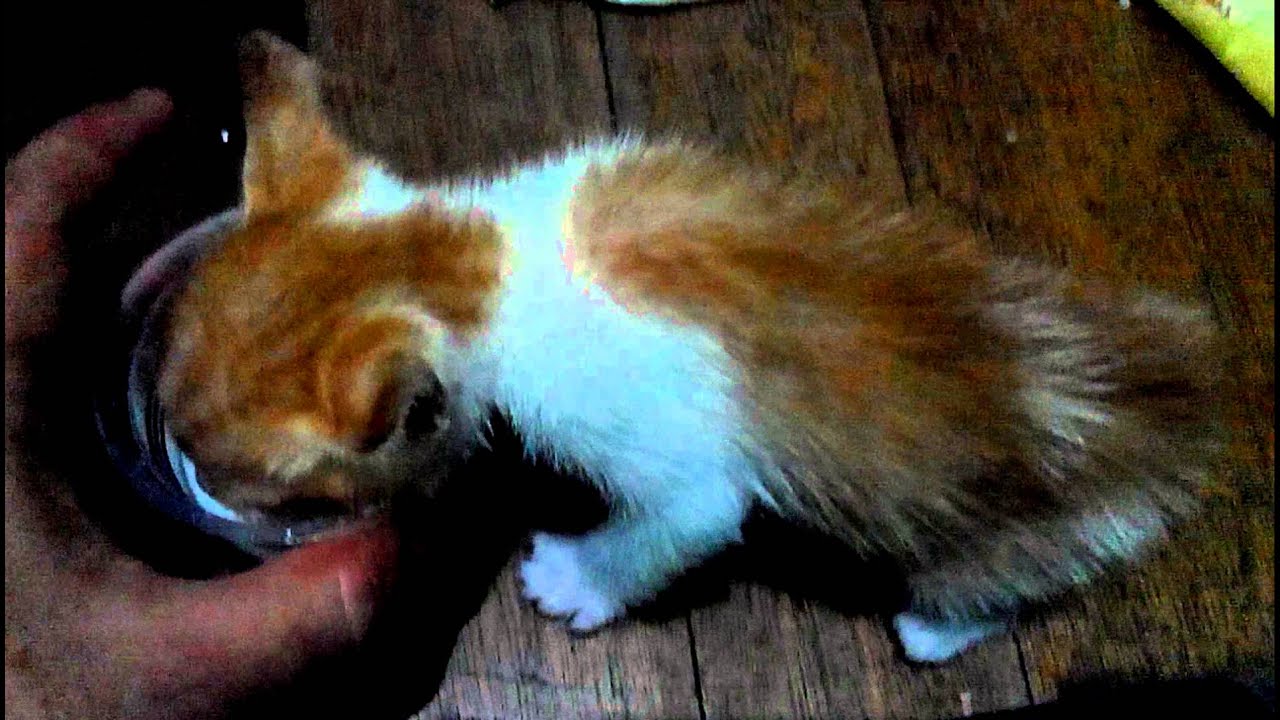 Meemo - my 2nd rescued cat - YouTube