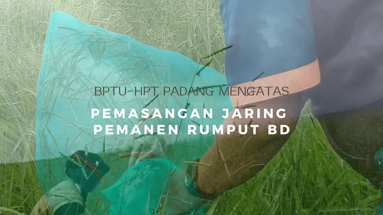 Pemasangan Jaring Pemanen Biji Rumput BD - YouTube