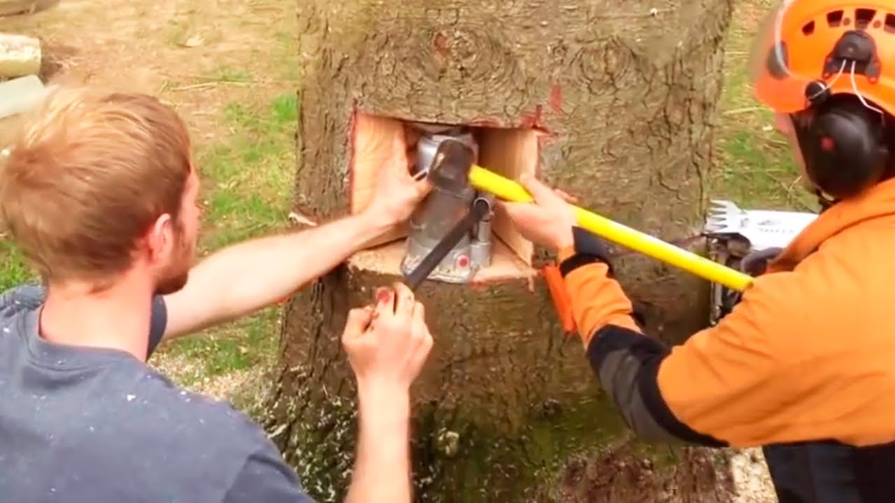 Technique d'abattage des arbres et machine de coupe du bois - YouTube