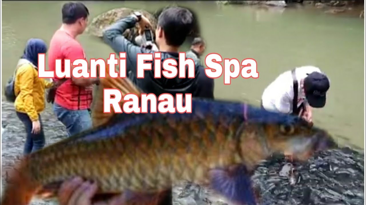 Luanti Fish Spa Ranau l Kg. Luanti, Kundasang SABAH - YouTube