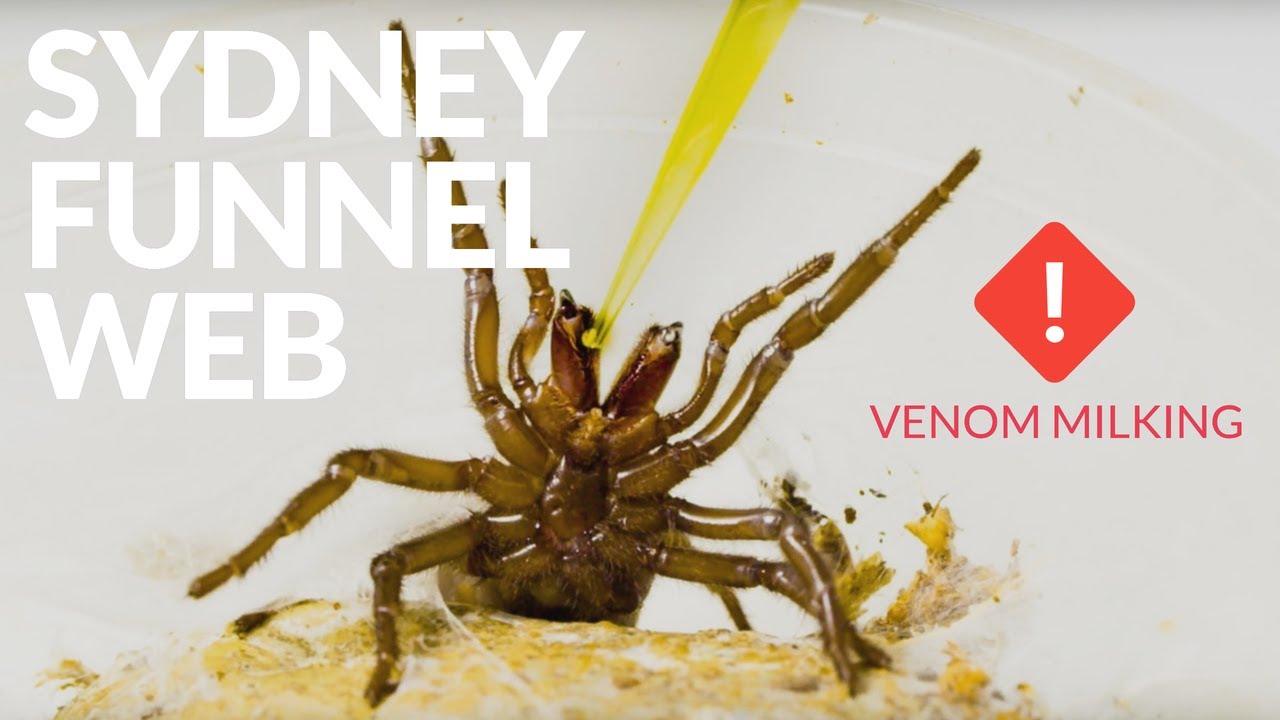 Milking the World's Most Venomous Spider! - YouTube