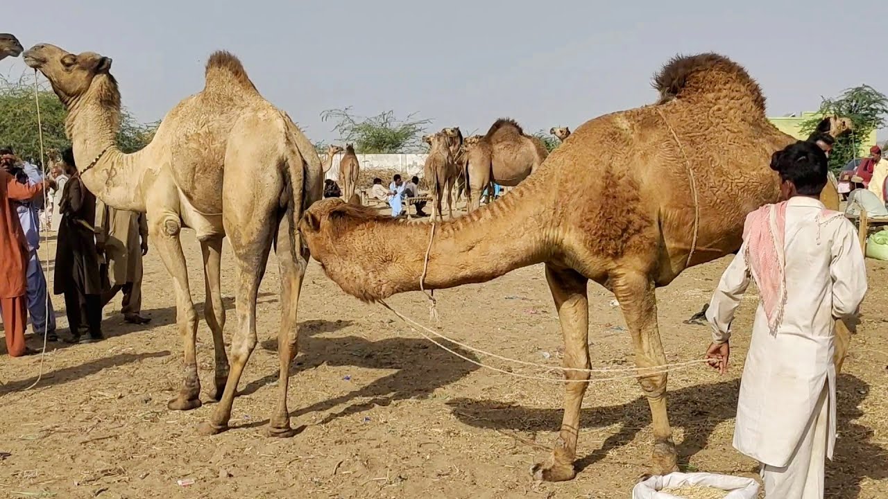 Camel Checking Style || Camel Jump || Camel Attack || Camel Love ...