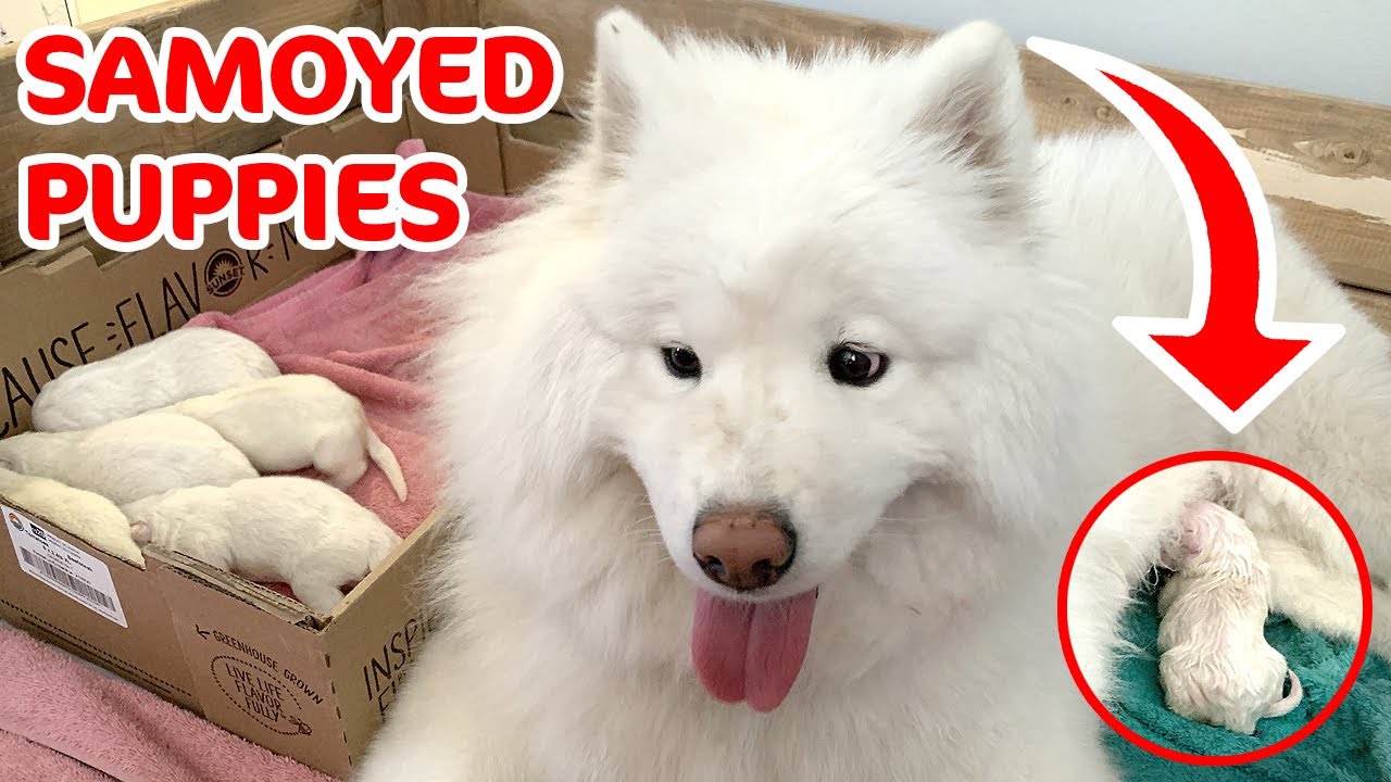 Newborn Samoyed Puppies