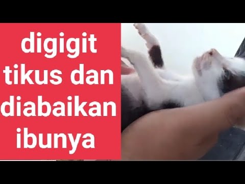 digigit tikus dan diabaikan ibuku - YouTube