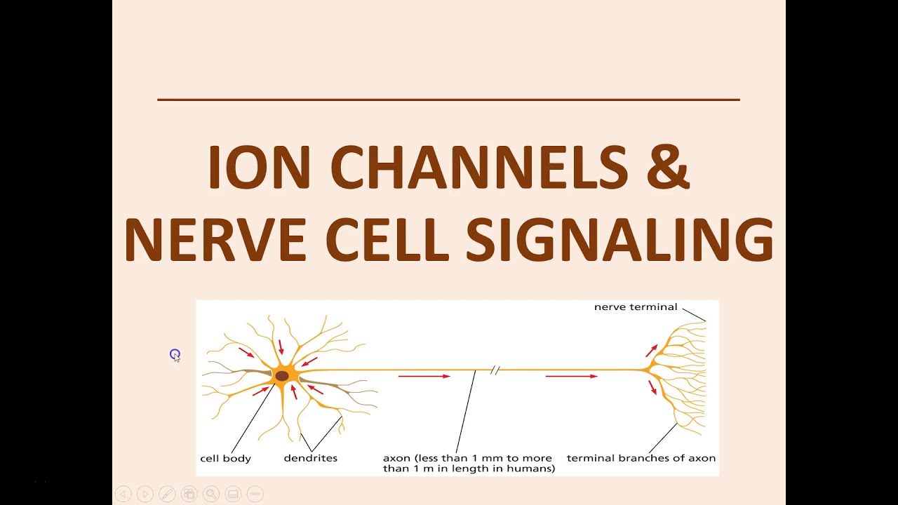 Importance of Ion Channels in Nerve Cell Signaling - YouTube