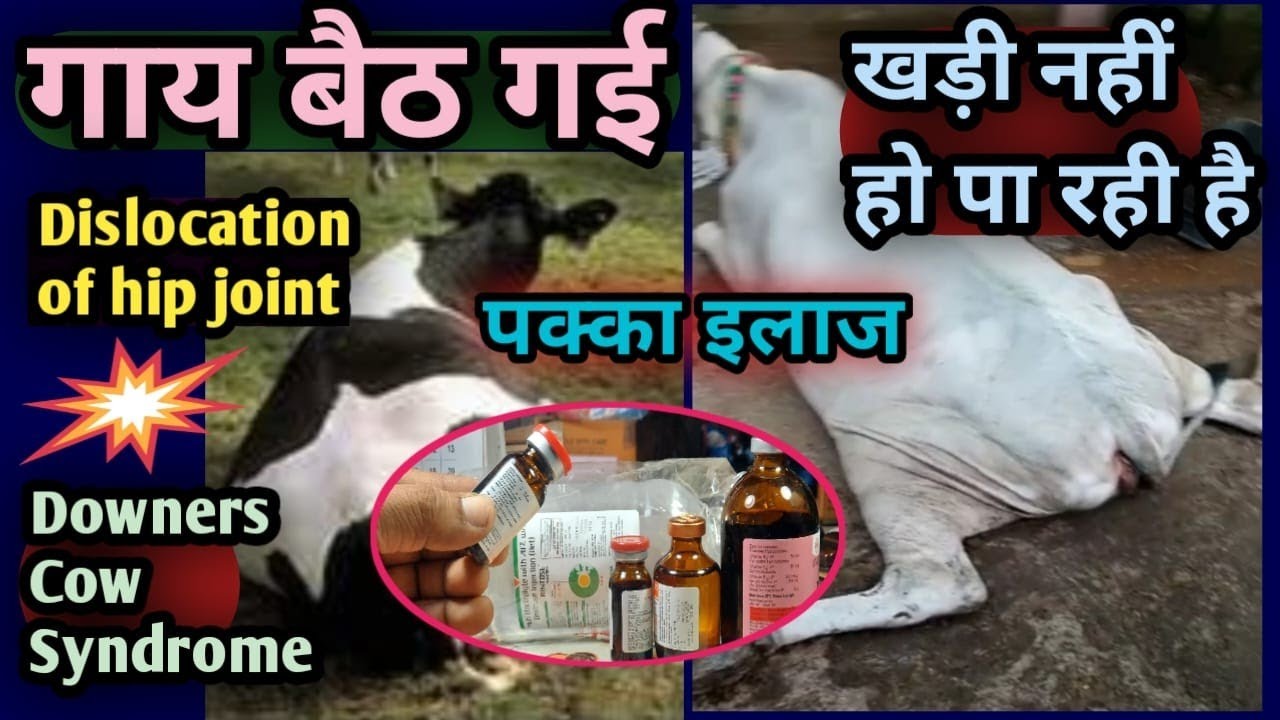 गाय बैठ गई खड़ी नहीं हो पा रही है पक्का इलाज||Dislocation of hip joint ...