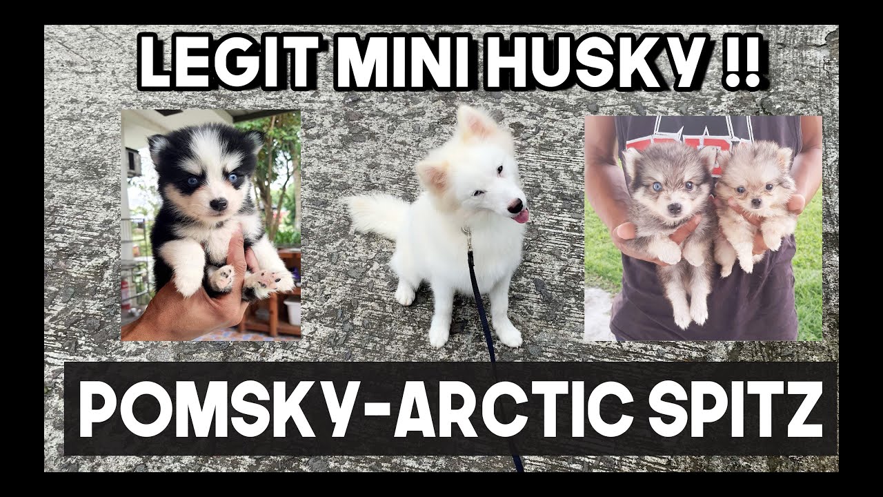 POMSKY- MINI HUSKY - ARCTIC SPITZ (PHILIPPINES)| FACTS, CHARACTERISTICS ...