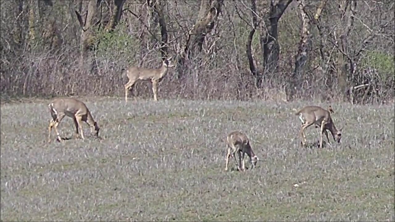 Whitetail Deer feeding in a field - YouTube