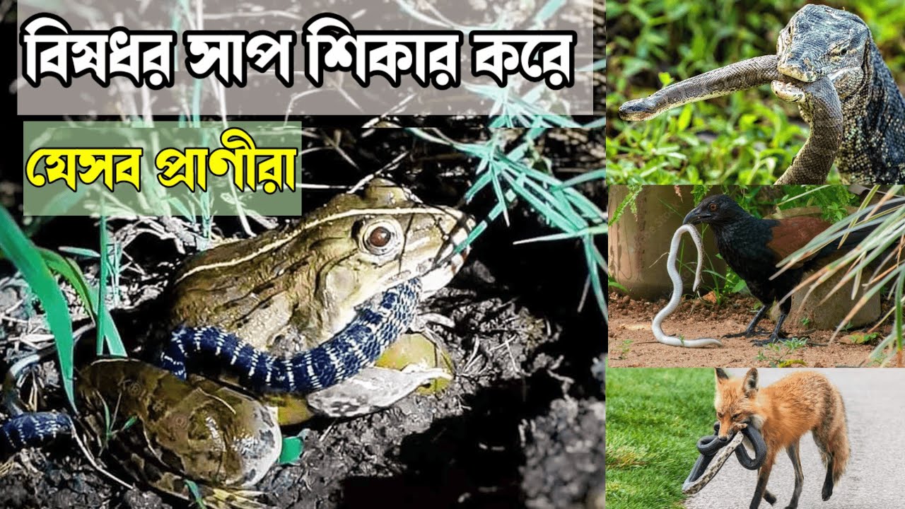 দেশীয় সাপ শিকারী প্রাণী। Snake Hunter: Exploring Bangladesh's Wild ...