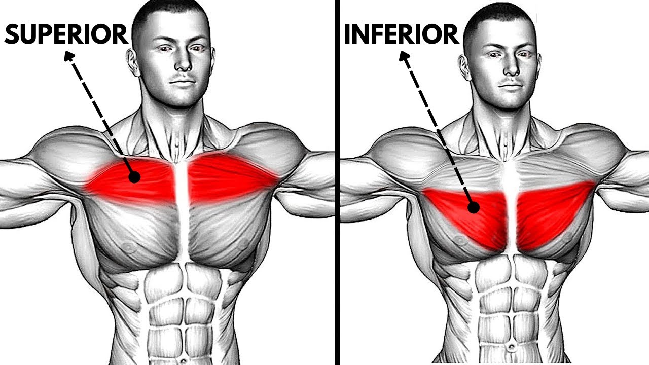 TREINO DE PEITO - OS 6 MELHORES EXERCÍCIOS PARA O PEITO SUPERIOR E ...