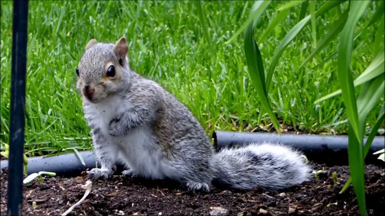 Bébé écureuil gris attaqué par un tamia rayé! Baby grey squirrel - YouTube
