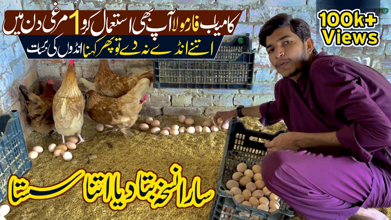 Full Egg Laying Golden Misri Murgi | Golden Misri Poultry Farm | How To ...