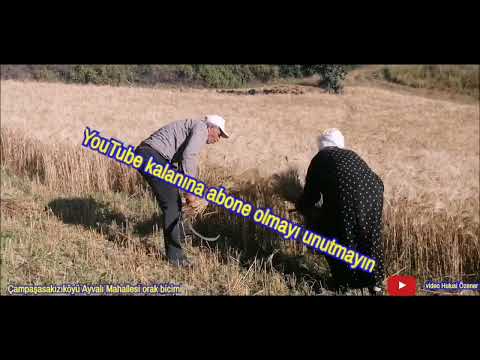 Hadi Köyümüze Geri Dönelim  Ortakla ile Ekin Biçme 2022