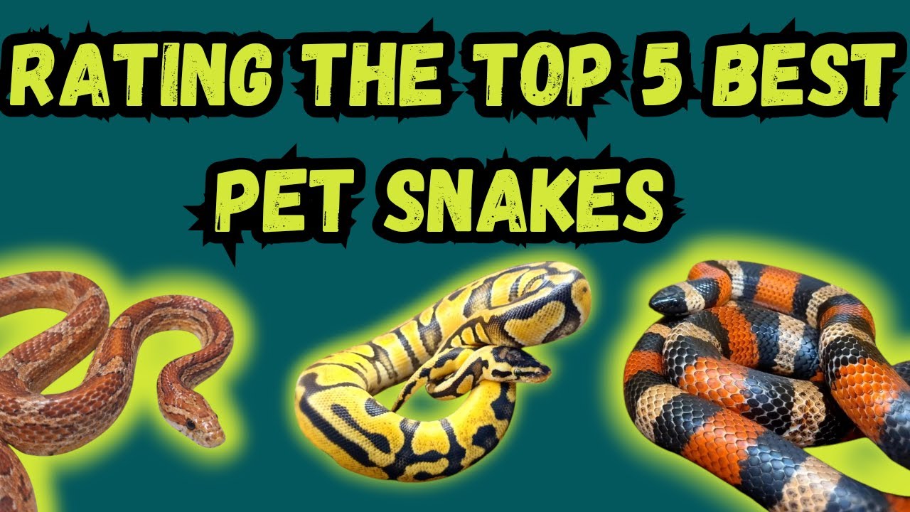 Top 5 Best Pet Snakes | Beginner - Friendly Snakes Which You Will Love ...