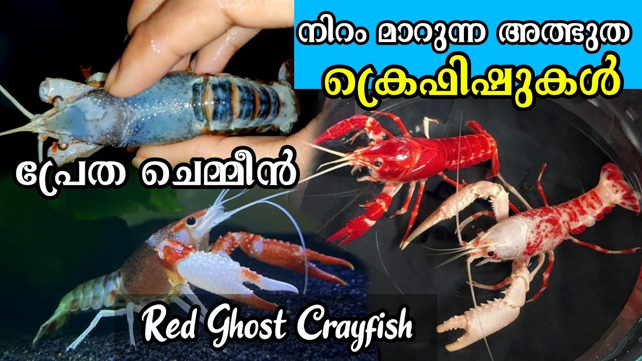 നിറം മാറുന്ന അലങ്കാര ചെമ്മീൻ 😁 | #RED_GHOST_CRAYFISH#crayfish_farm # ...