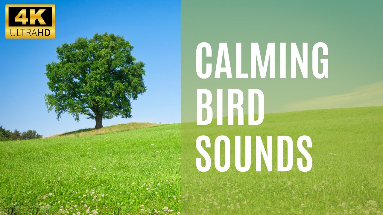 CALMING BIRD SOUNDS FOR 11 HOURS - YouTube