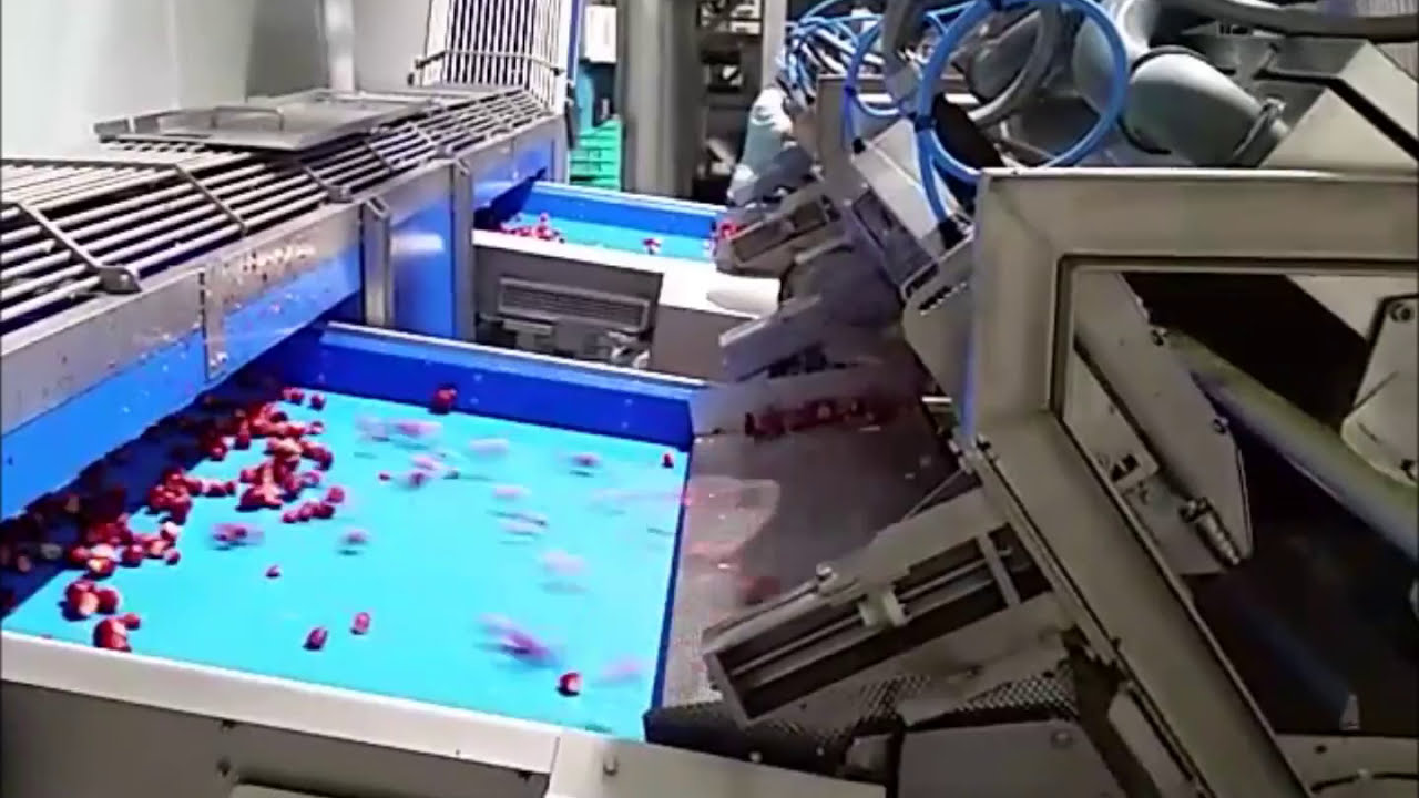 Strawberry sorting with optical machine Spray 3Way | RAYTEC VISION SpA ...