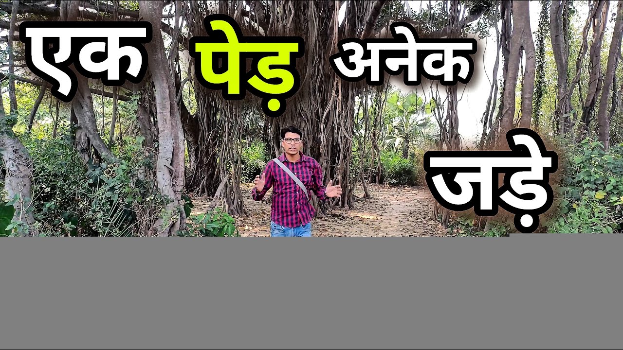एक पेड़ अनेक जड़े। One Tree Many Roots - YouTube