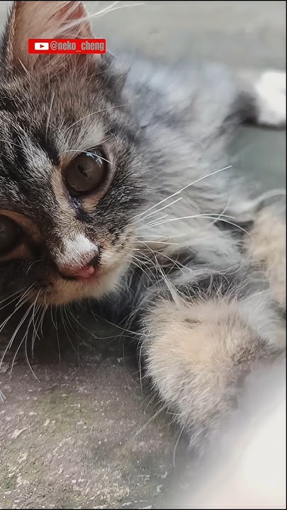 mujair kicik #cat #catlover #catshorts #kucing #kucinglucu #kitten #neko #shortsfeed #shorts #猫 ...