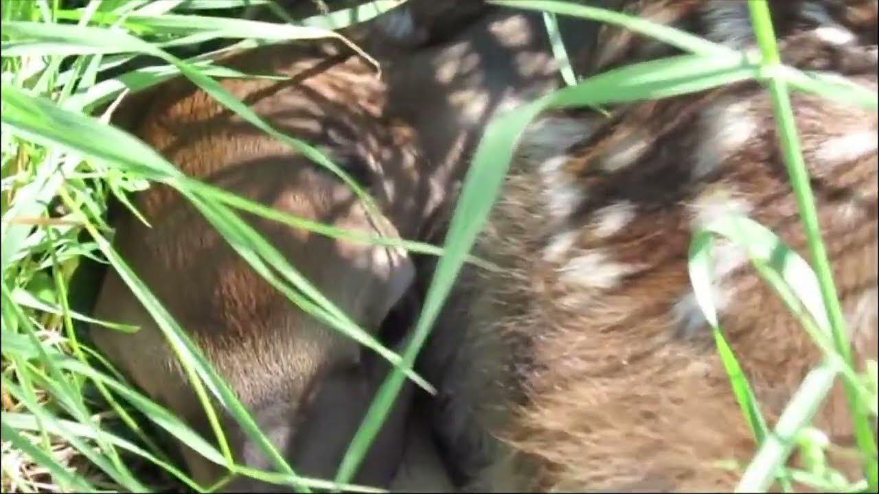 Non Disturbate la Natura L’Importanza di Proteggere i Cuccioli di Cervo ...