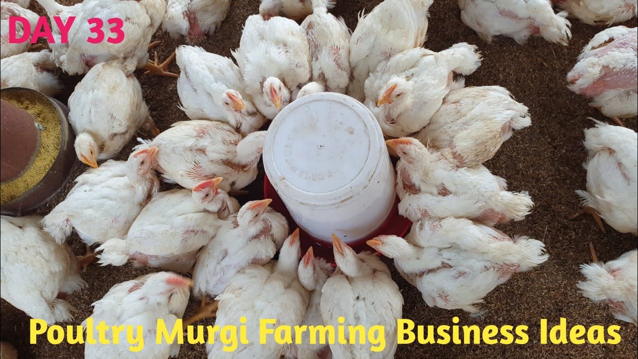 Poultry Farming Business Ideas l How To Start Poultry Farming Business ...