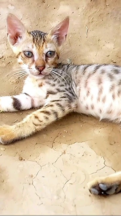 Close view of tiny cute cat🙀 | for more👉@pettales.official#pettales # ...