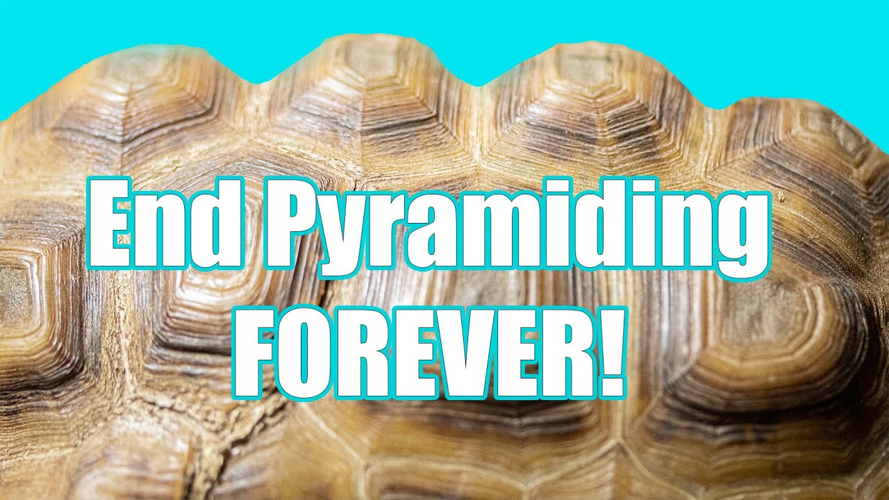 How To Stop Your Tortoise From Pyramiding! - YouTube