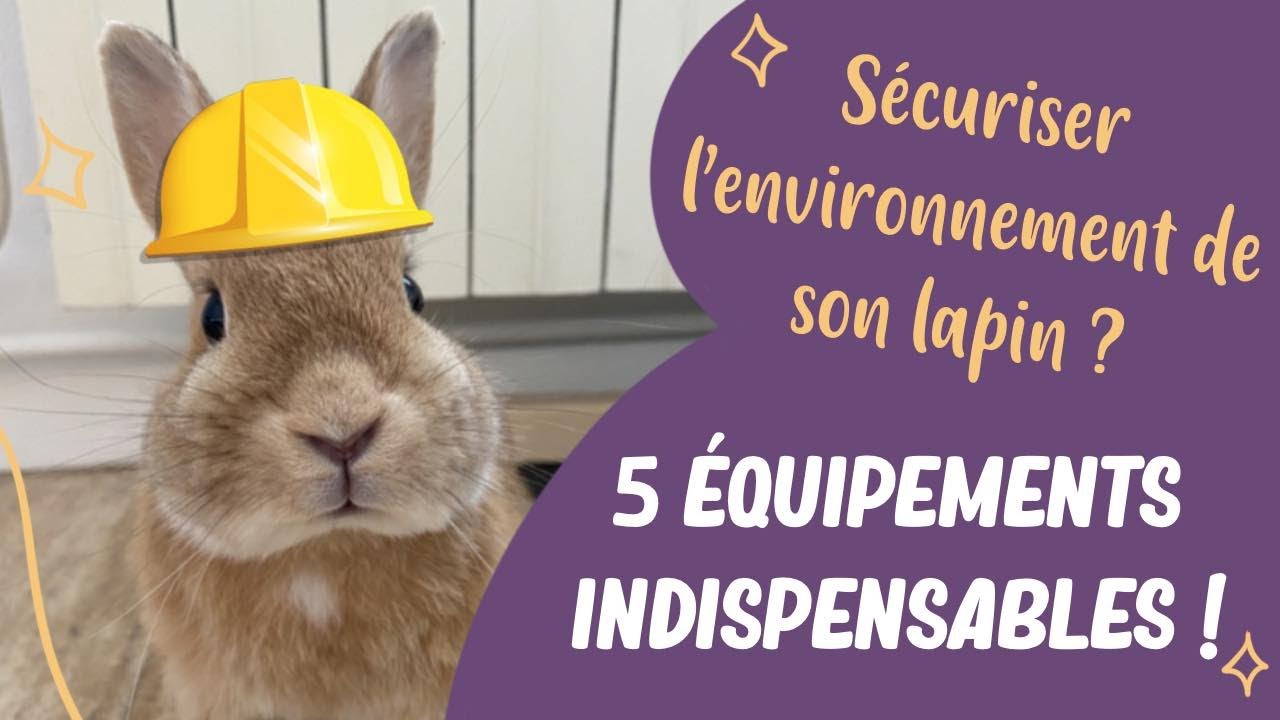 Comment sécuriser l’environnement de son lapin ? 5 équipements ...