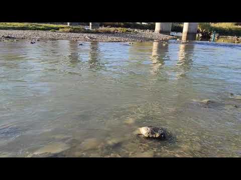 xezale ve Diyarbakır bağıvar köprüsü