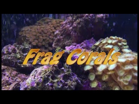 How to Grow Frag Corals the simple way Using Reef Fusion 1&2 by Seachem ...