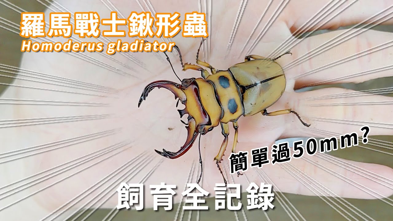 【山林蟲坊】羅馬戰士鍬形蟲飼育全記錄 | Homoderus gladiator: Full Record of Rearing - YouTube
