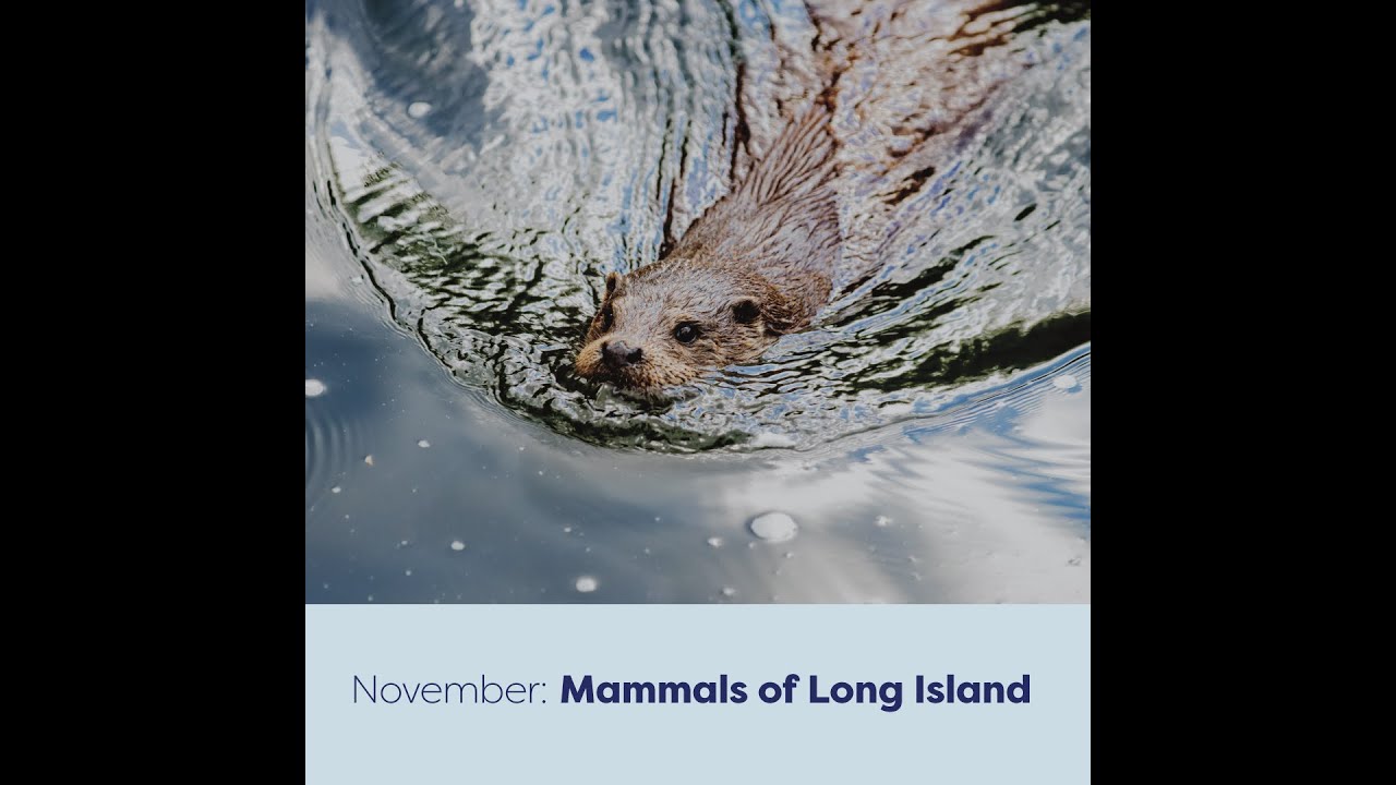 CSLI 2022: Long Island Mammals! - YouTube