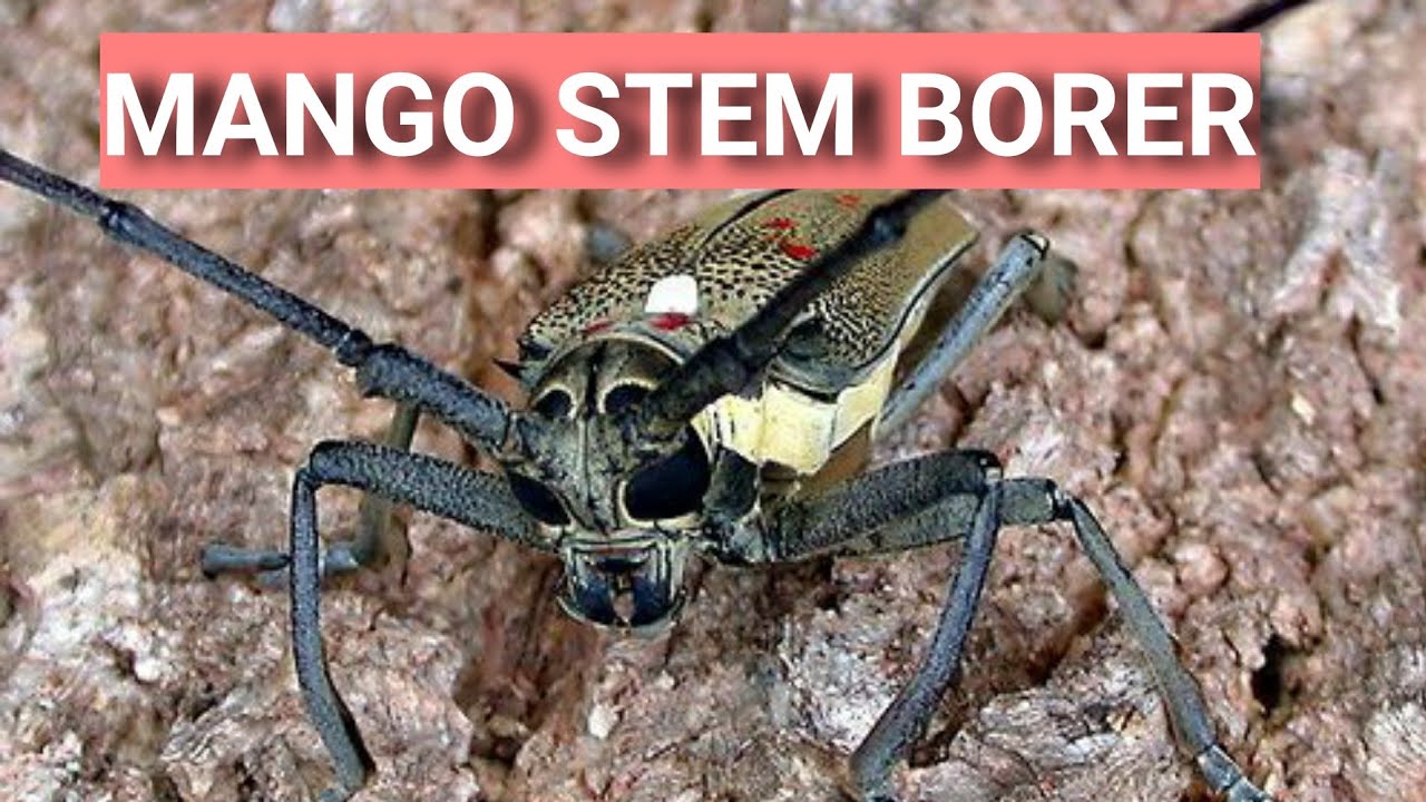 MANGO STEM BORER - YouTube