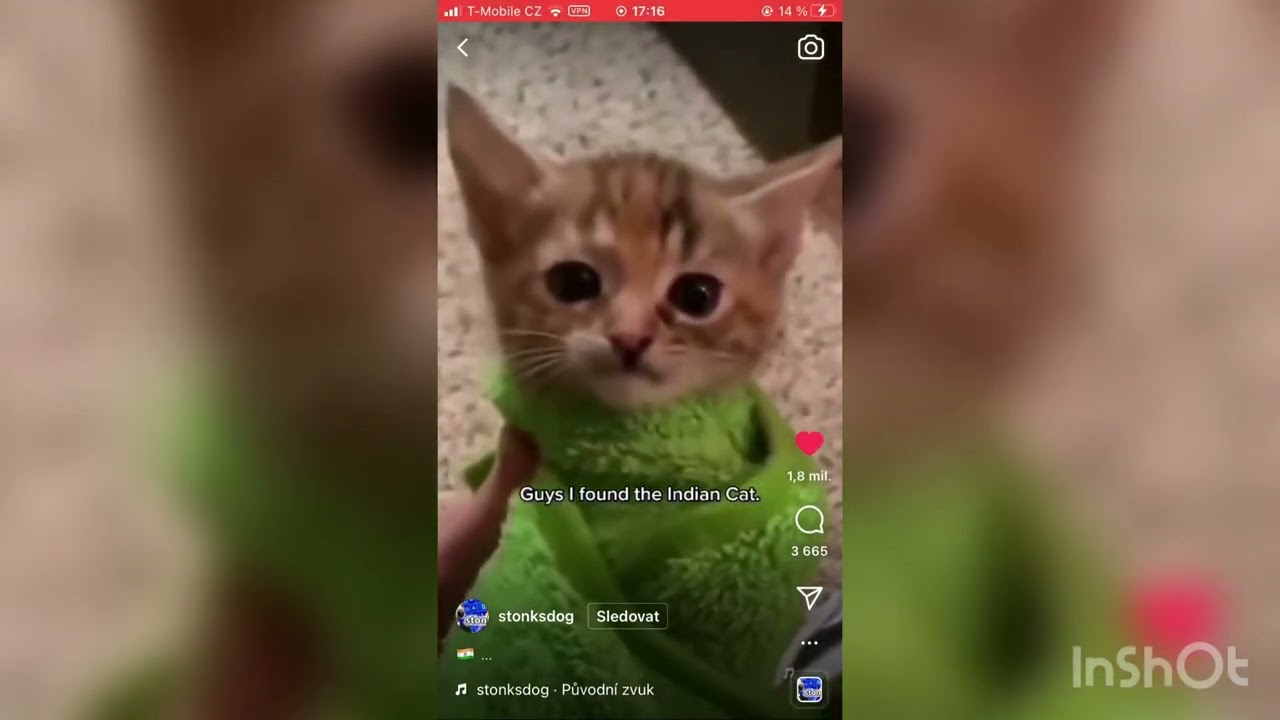Indian cat meme - YouTube