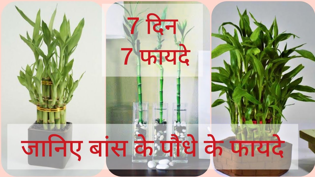 Bamboo ke fayde | Benefits of bamboo tree | बांस के फायदे | Bamboo ...