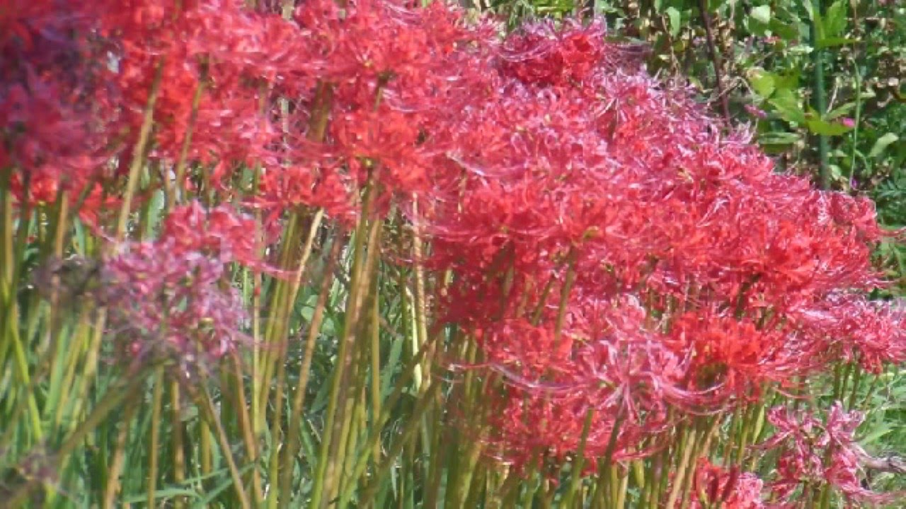 Wild Flowers in Japan - YouTube