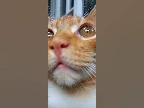 The Illuminati Cat (El Gato Illuminati) #Short #Cats #Animals - YouTube
