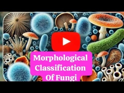 Morphological Classification of Fungi | Yeasts Molds and Dimorphic ...