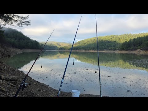 YENİ MERADA SAZAN AVI DENEMESİ. Doğada Bir GÜN GEÇİRMEK.#fishing #balık #sazan #doğa #carpfishing