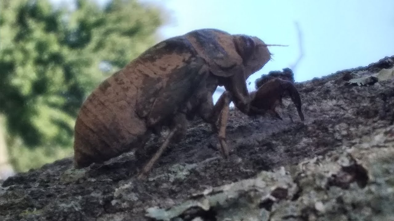 CICADA - YouTube