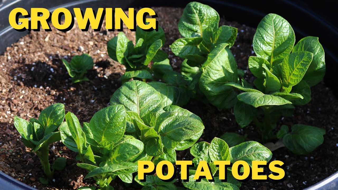 Growing Red Skin Potatoes in a Bucket!!!! - YouTube