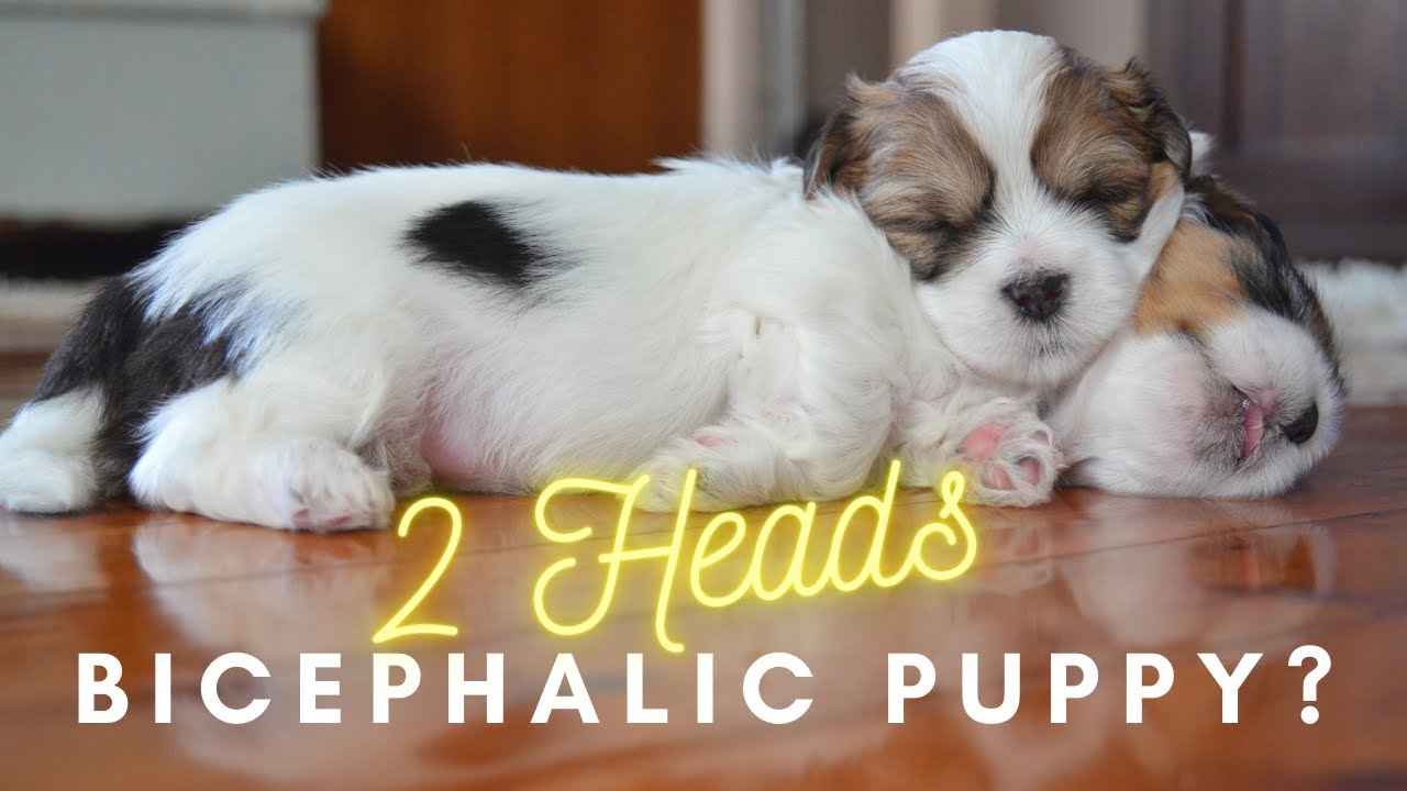 PUPPY WITH 2 HEADS (BICEPHALIC) UNBELIEVABLE CREATURES #shorts #short # ...
