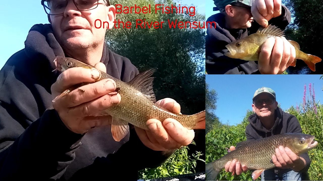 Barbel Fishing On The River Wensum Part 1 - YouTube