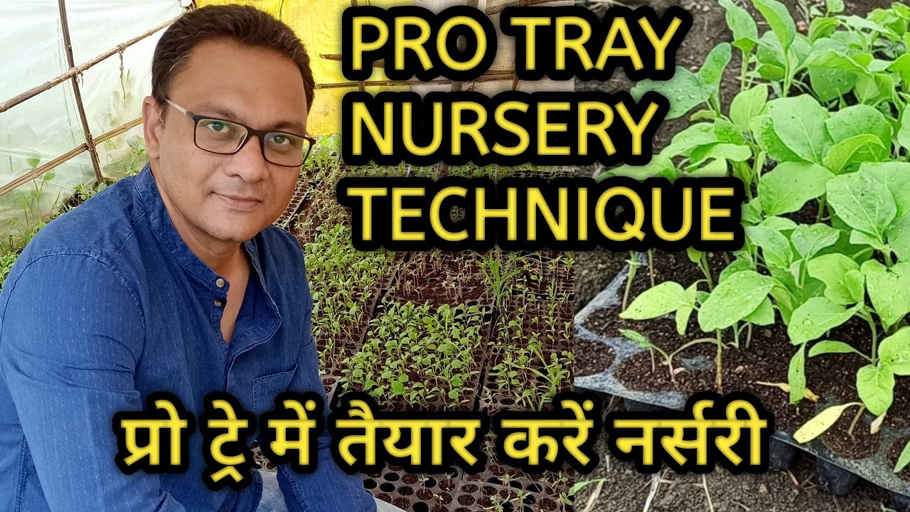 PRO TRAY NURSERY TECHNIQUE | How to grow Vegetable Seeds in Seedling ...