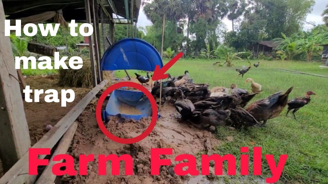 World Farm, Show How to Make Trap, Farm Family - YouTube