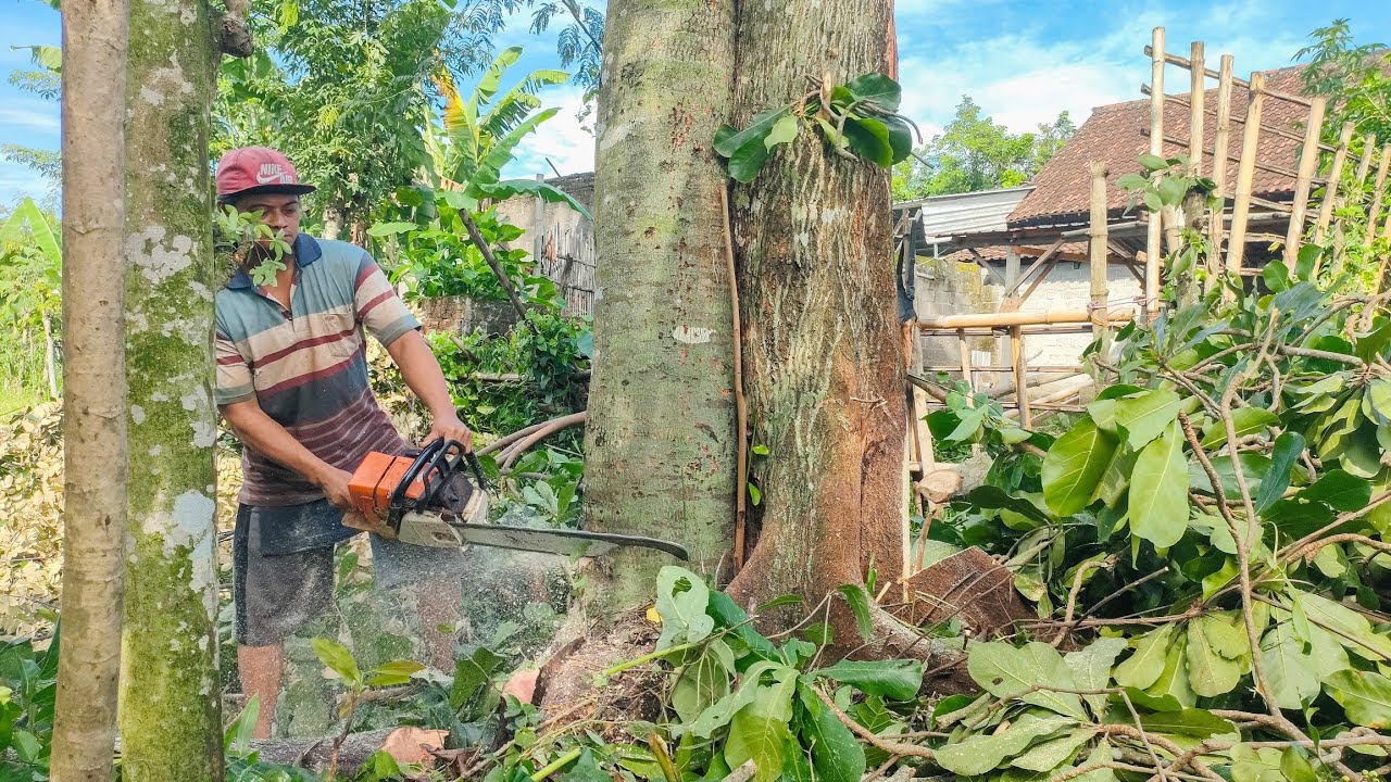 Wow Amazing!!! Penampakan Pohon Tepeng dan Wadang gancet terkena santet ...