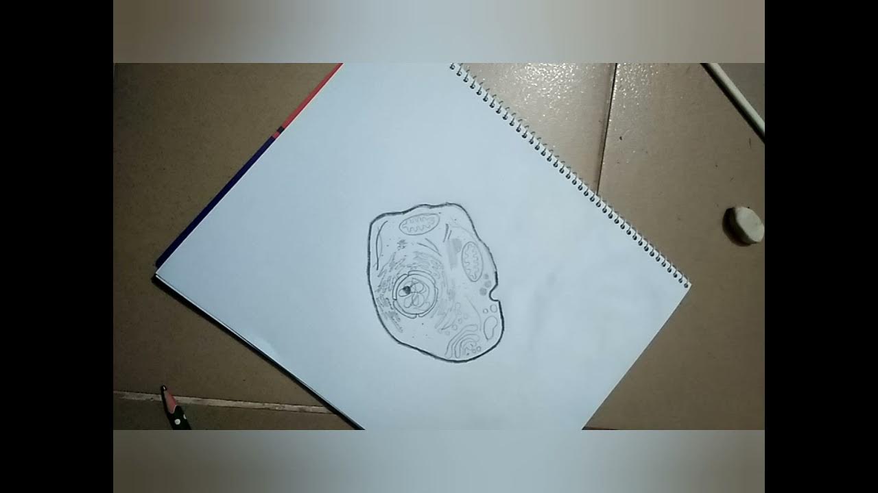 Human cell drawing | How to draw diagram of a typical human cell - YouTube