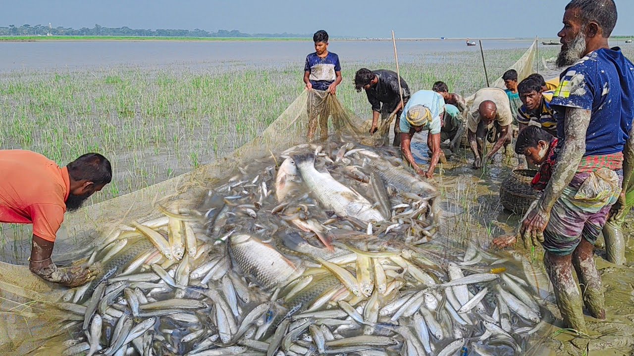 চরপাটা জালে শীতকালীন মাছ ধরার মহা উৎসব লেগেছে। Fish catching in ...