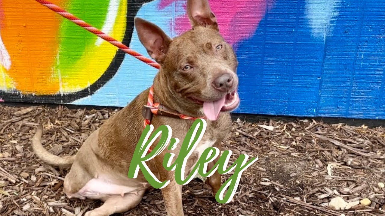Meet Riley! - YouTube