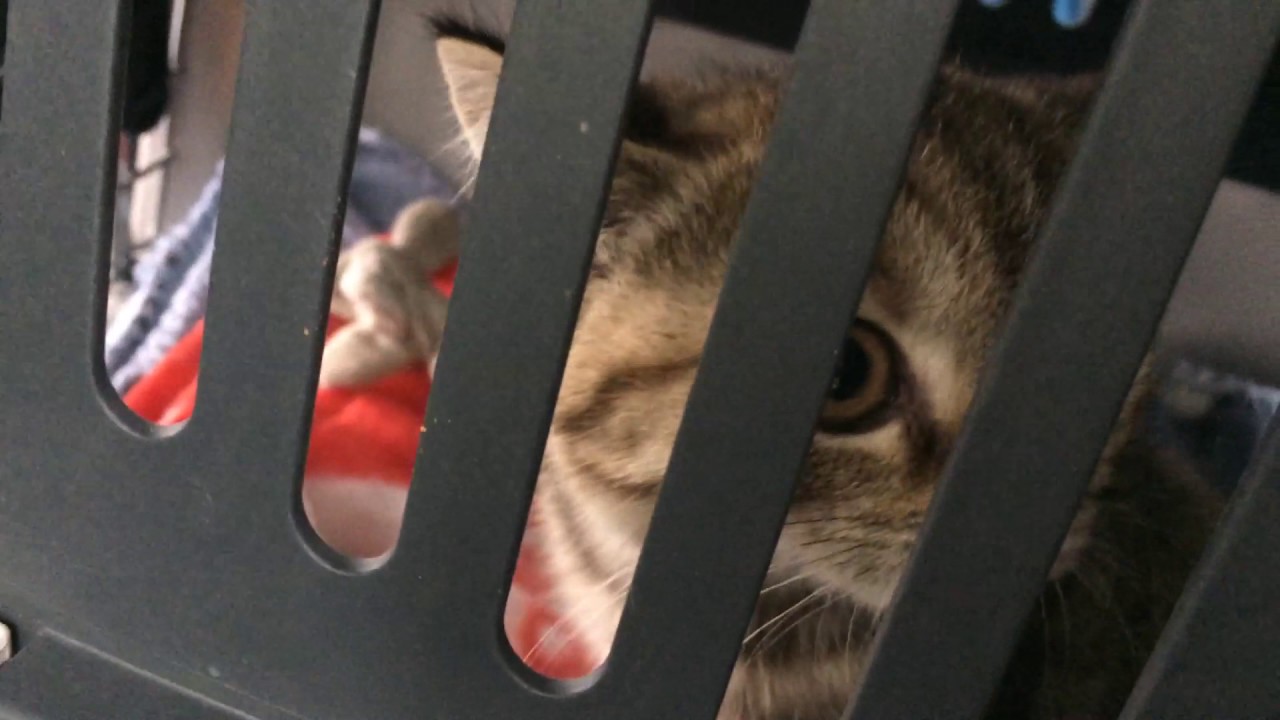 Min katt Missy - YouTube